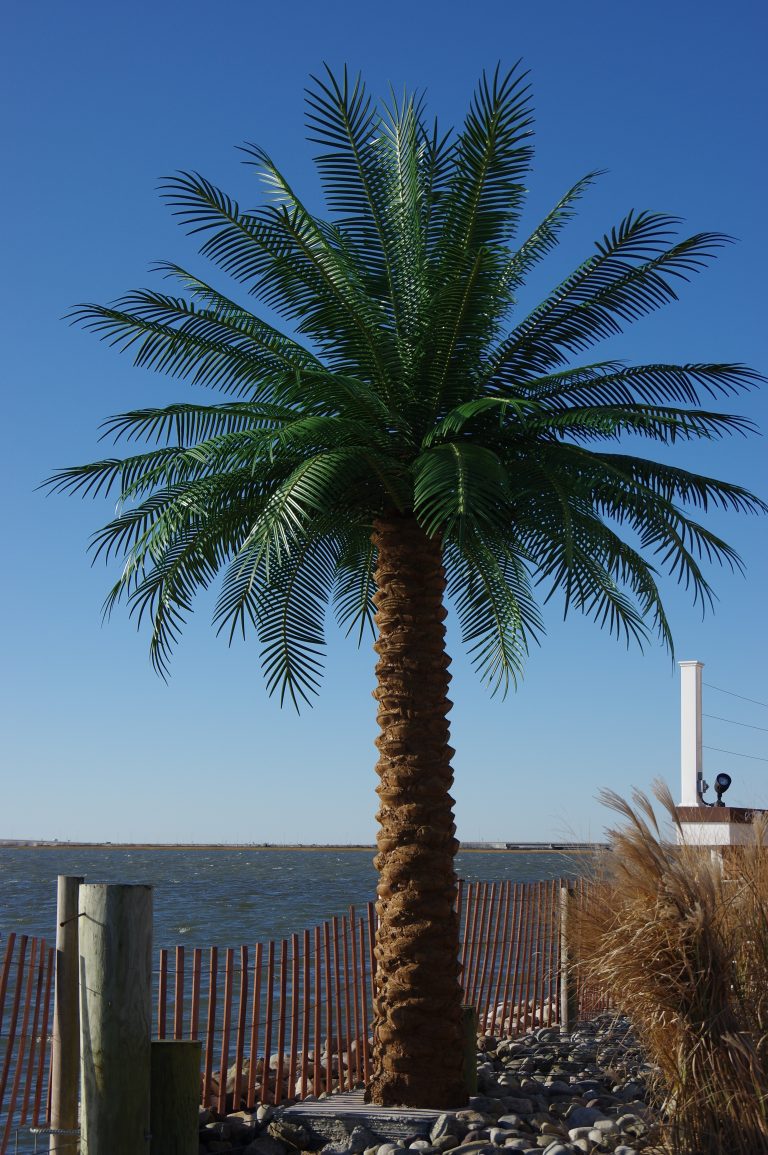 Giant Exterior Phoenix Dactylifera Palm – Custom Palm Tree Co