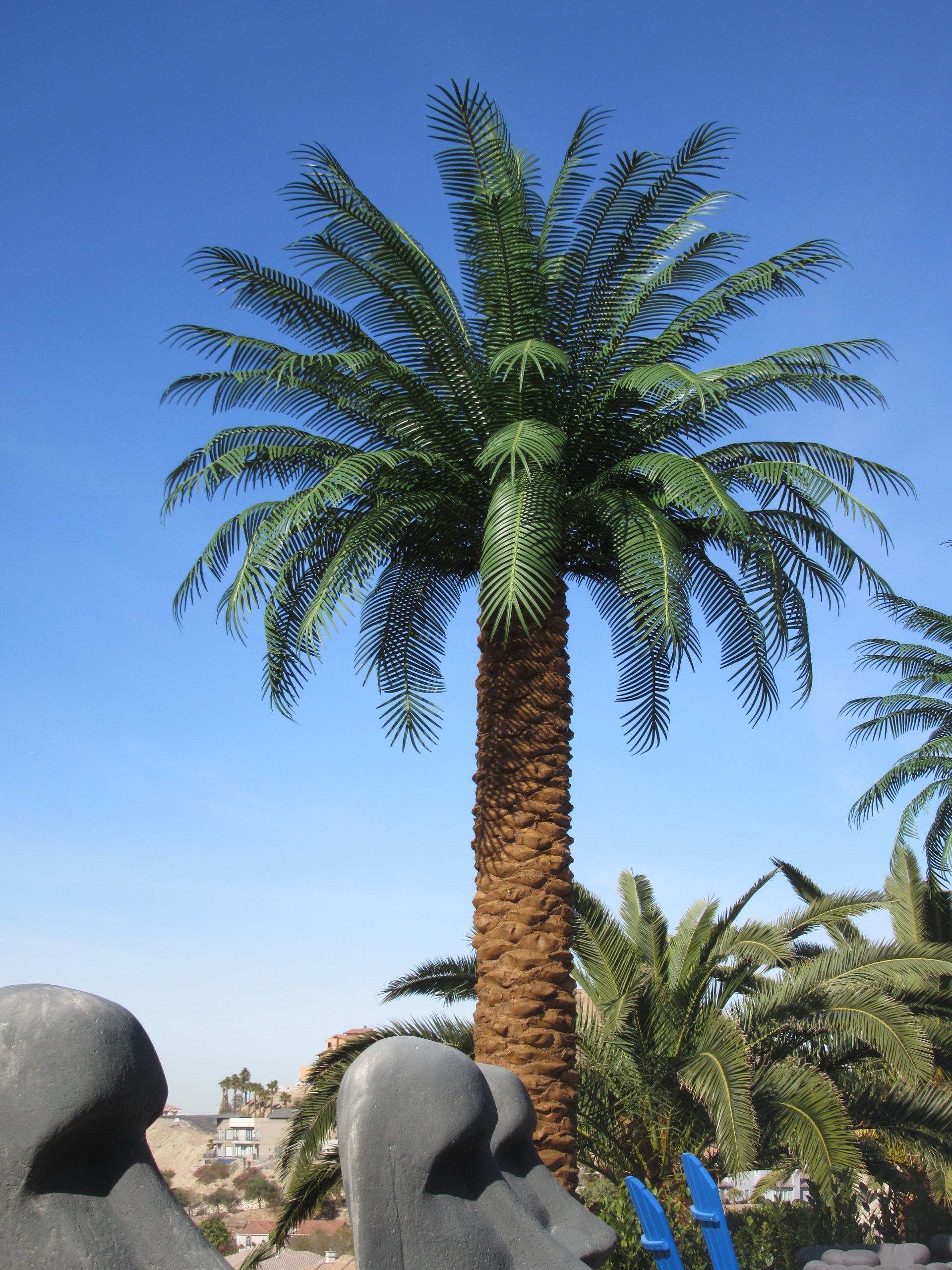 Giant Exterior Phoenix Dactylifera Palm – Custom Palm Tree Co