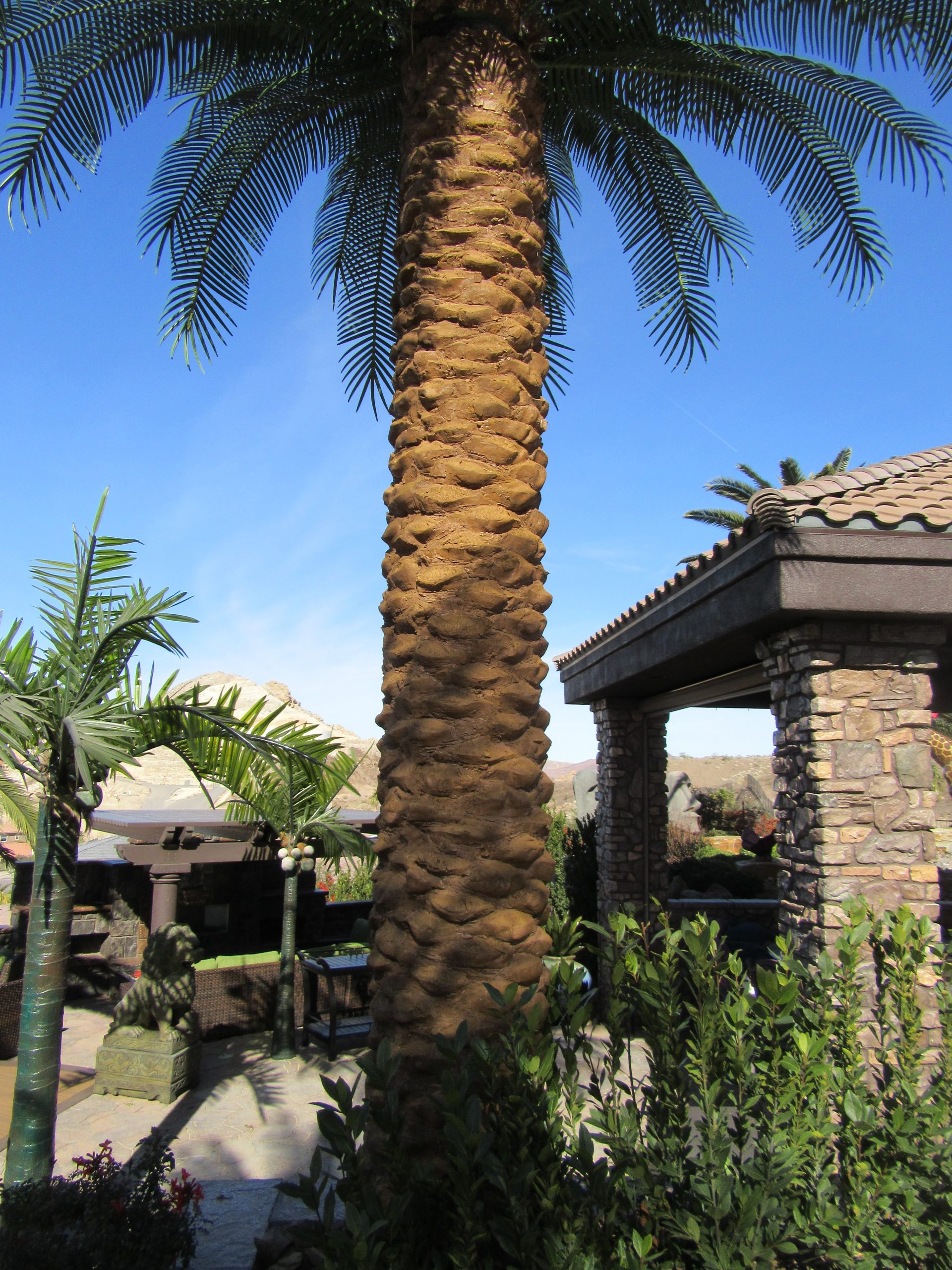 Giant Exterior Phoenix Dactylifera Palm – Custom Palm Tree Co