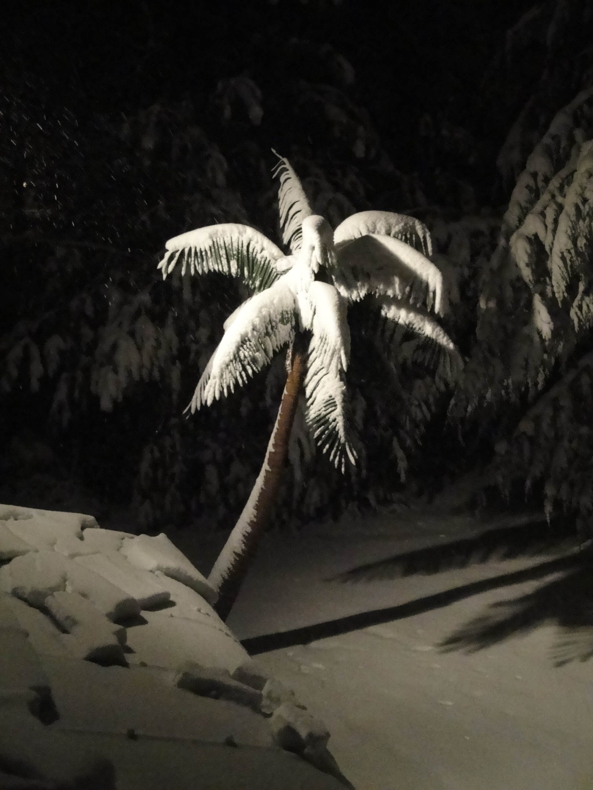 Most Popular Exterior Palms – Custom Palm Tree Co